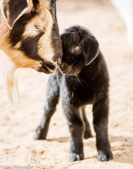 Apr 20, 2018 - World's rarest breed of goats born at Conner Prairie