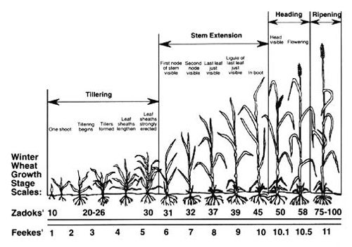 Barley Growth - Zadok Scale