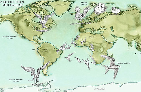 arctic tern migration path