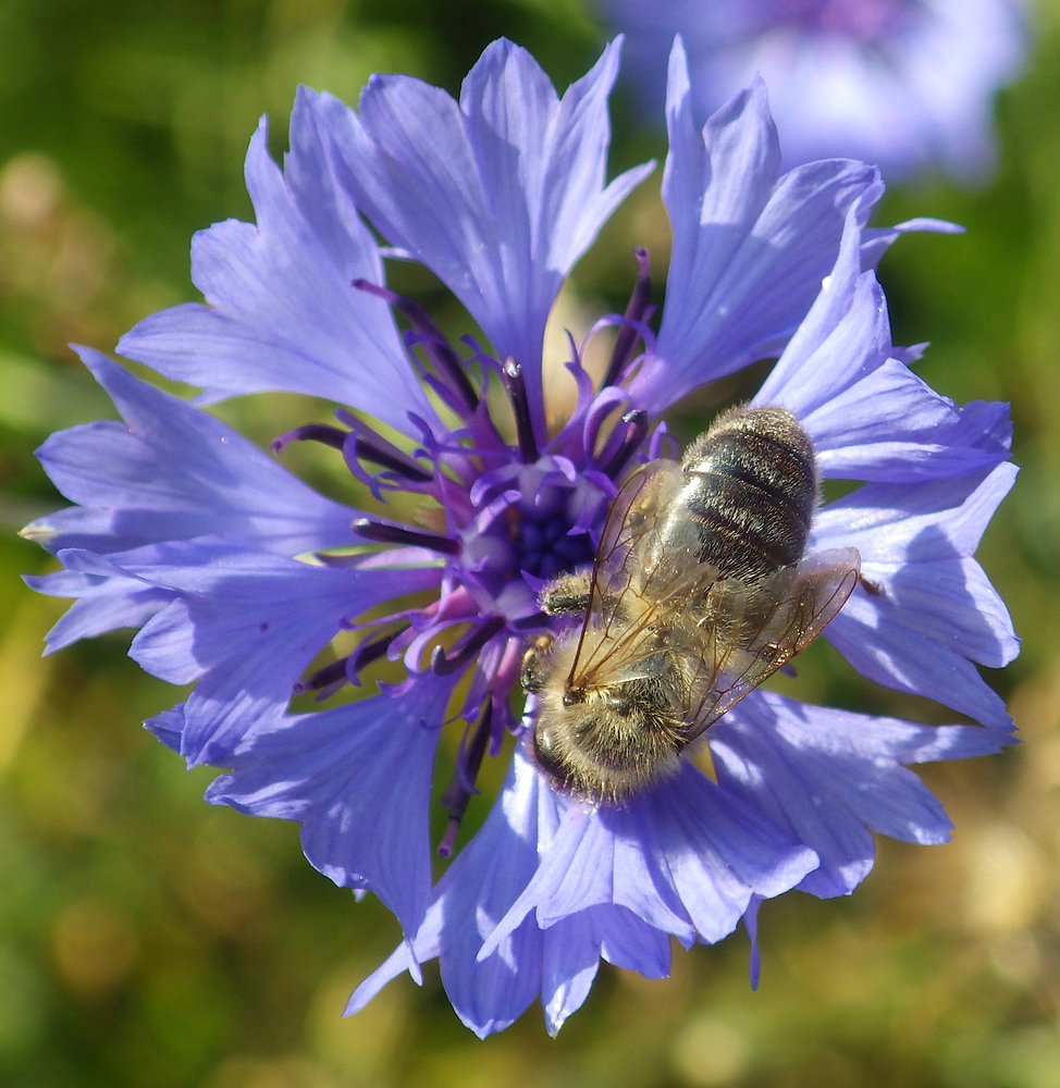 Saving Local Bees: An Appeal to Landowners