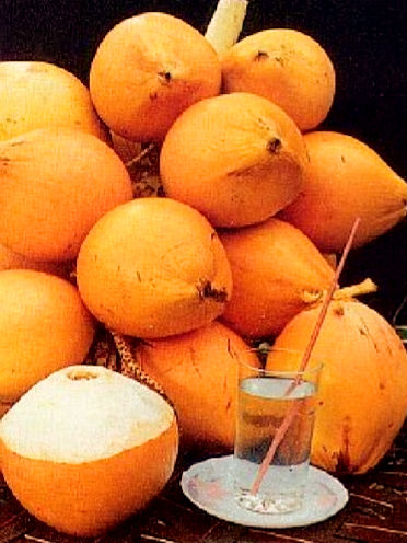 Coconut Products from Sri Lanka