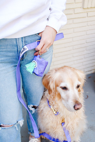 Lavender Martini Dog Leash and Collar Set Collection | Kahlua's Kompany