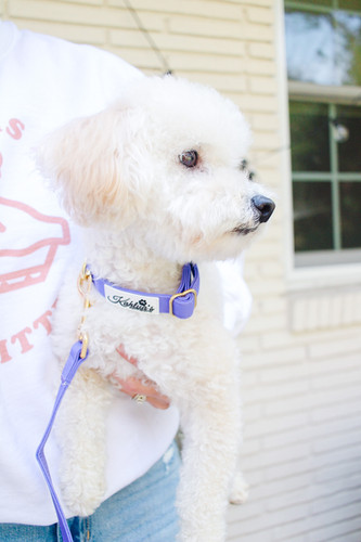 Waterproof Dog Collars | Kahlua's Kompany