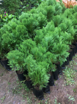 Pino libro | My Site 5