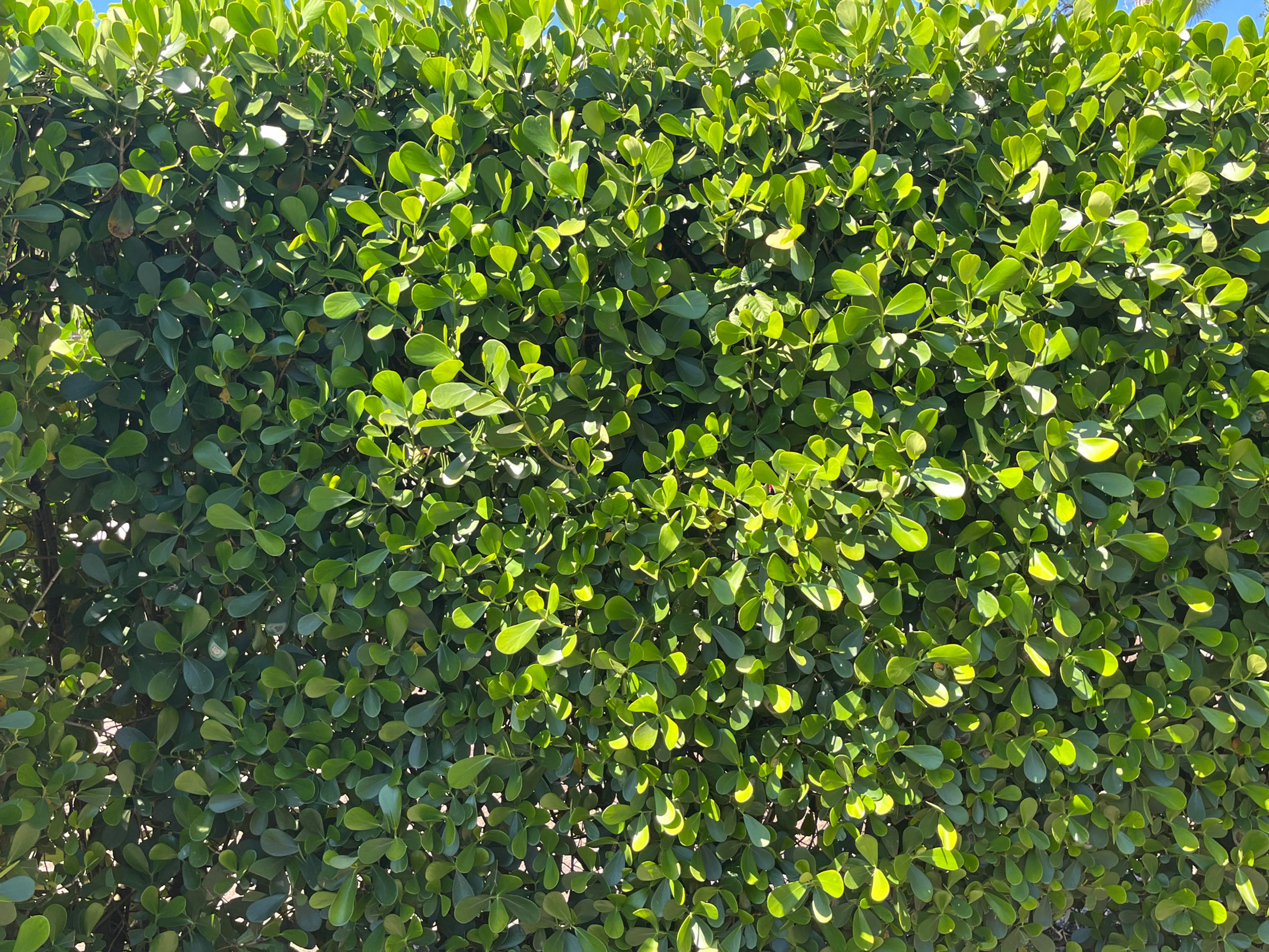 Clusia Hedge Installations | Ringler Landscape