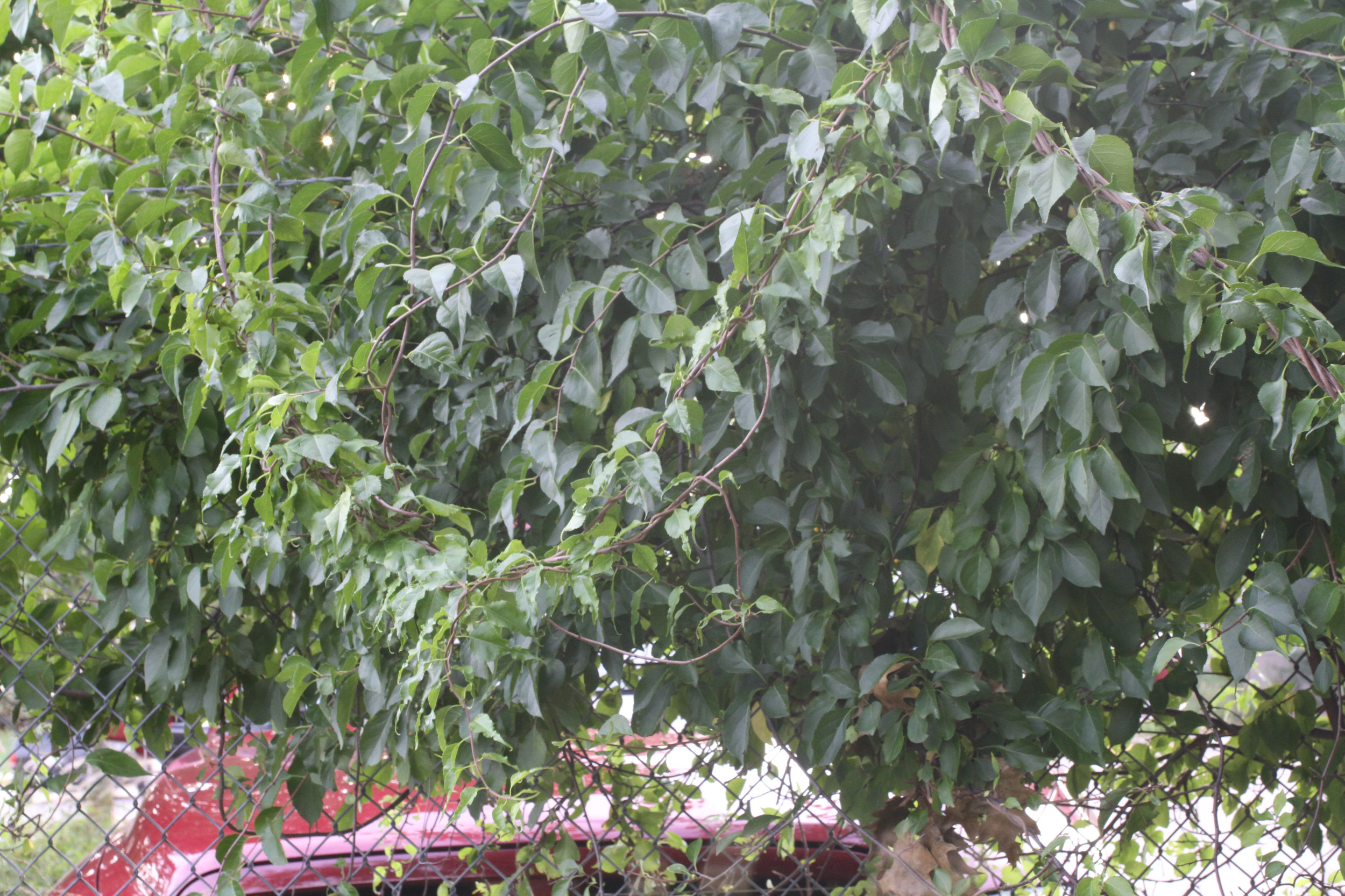 Invasive Vine ID | Central Wisconsin Invasives Partnership