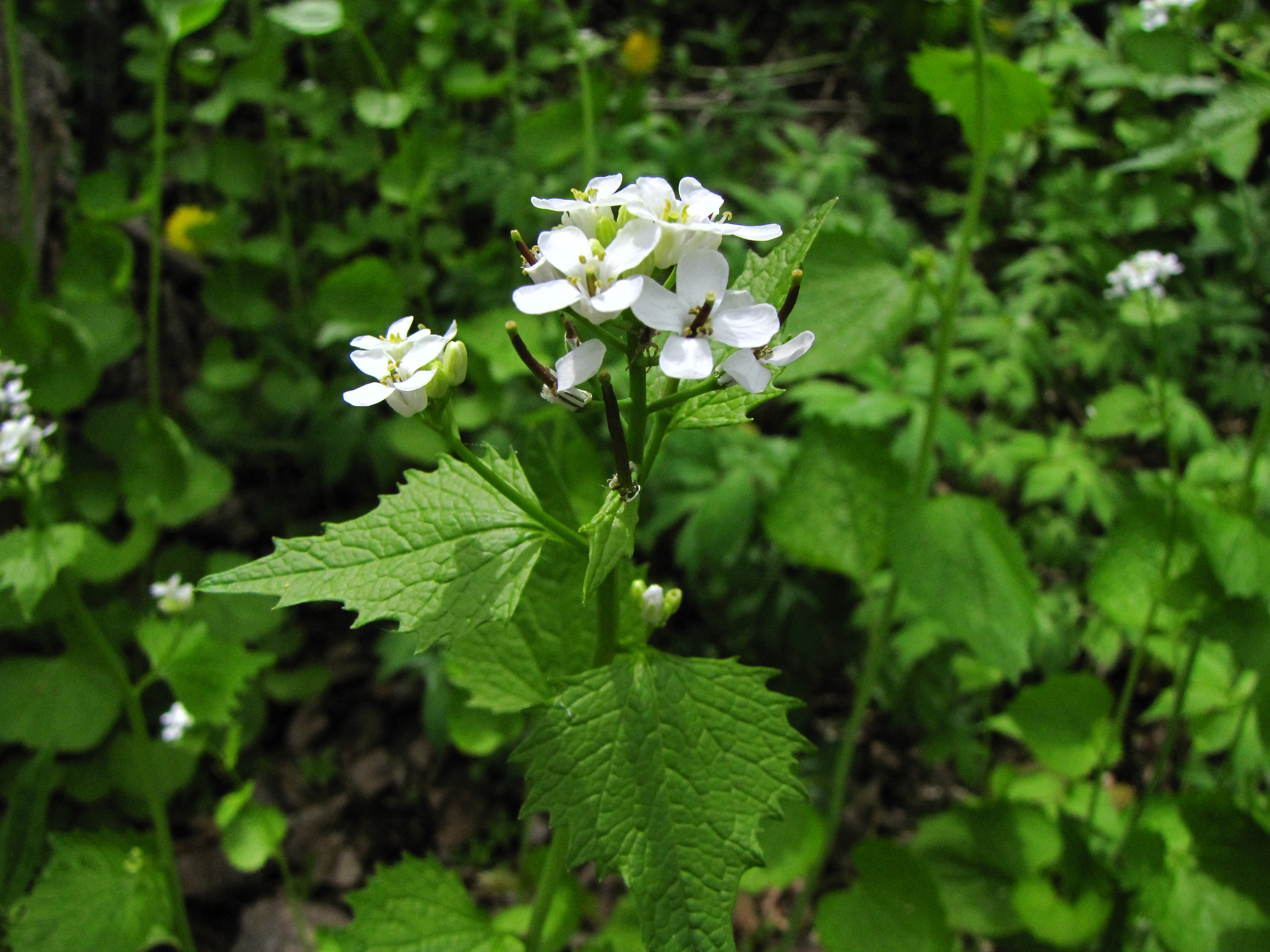 Invasive Forb ID | Central Wisconsin Invasives Partnership