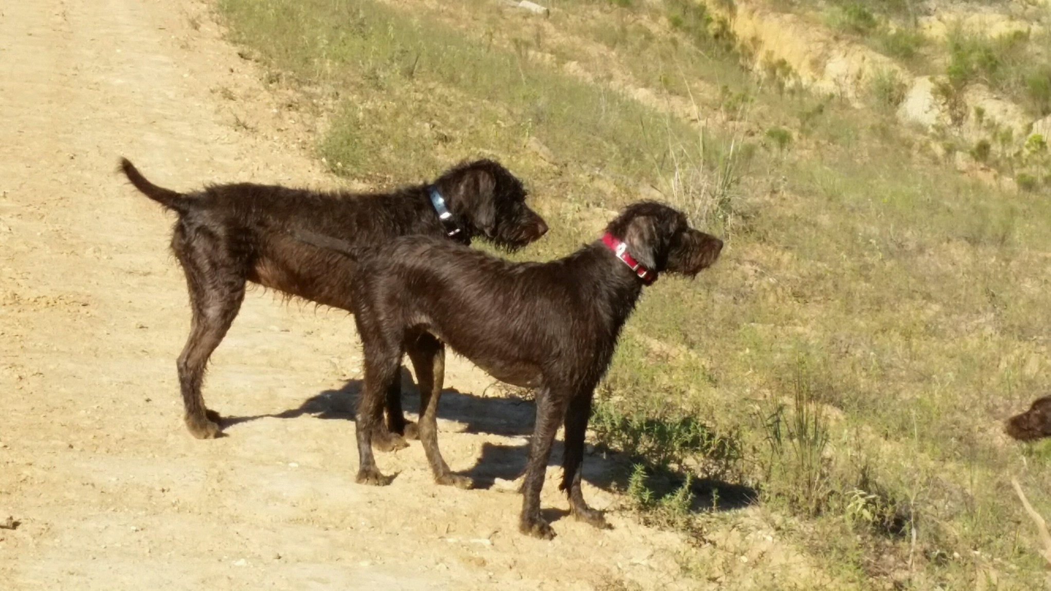 Pioneer Pudelpointers