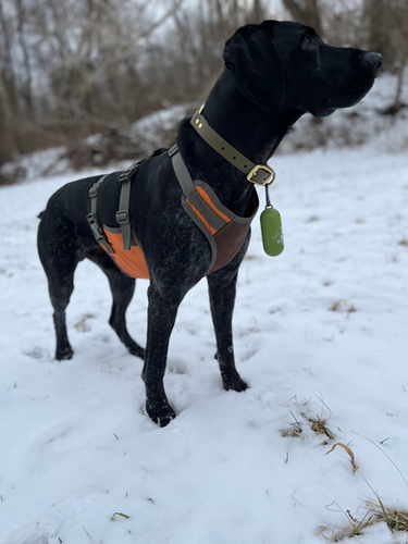 Field Armor: Dog Chest Protective Skid Plate for Hunting Dogs