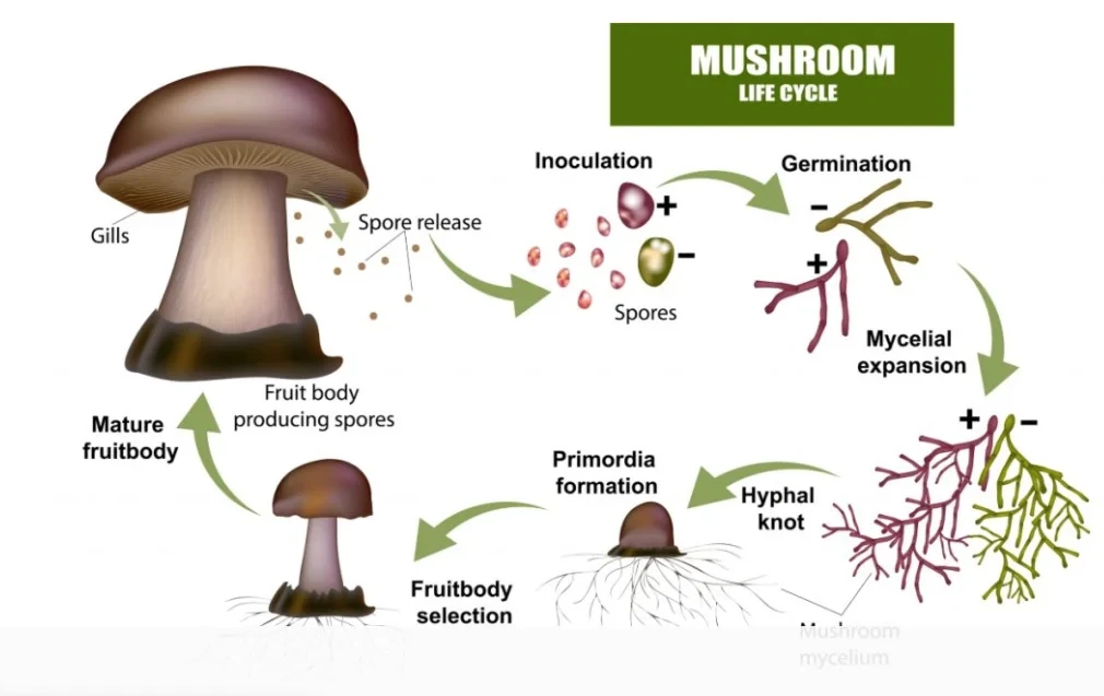 Medicinal Mushrooms: Mycelium vs Fruiting Body