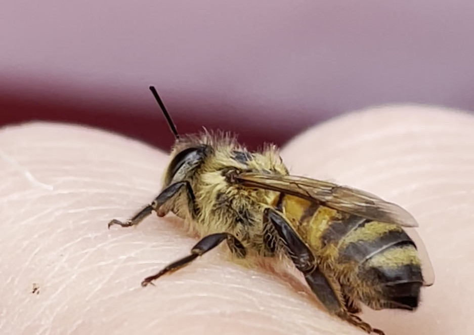 EVENTS | Anna Bee's Honey