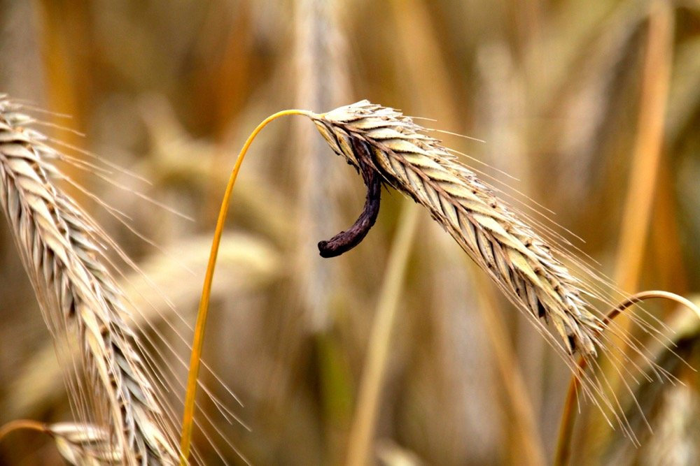 Ergot in Crops, Hayfields and Pastures