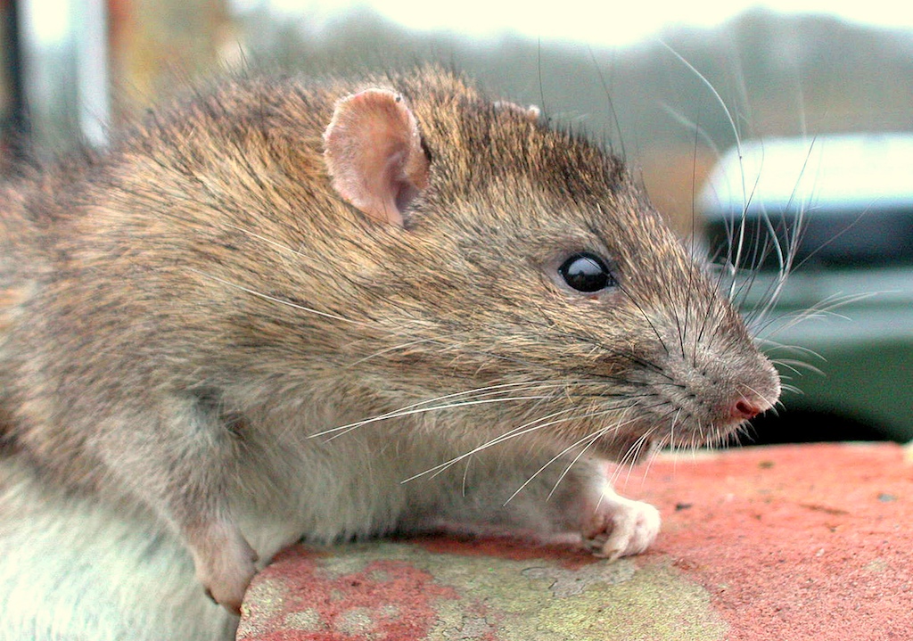 DJB Pest Control : Pest Control Staffordshire & Cheshire