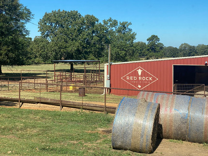 Red Rock Limousin Ranch | Since 1999