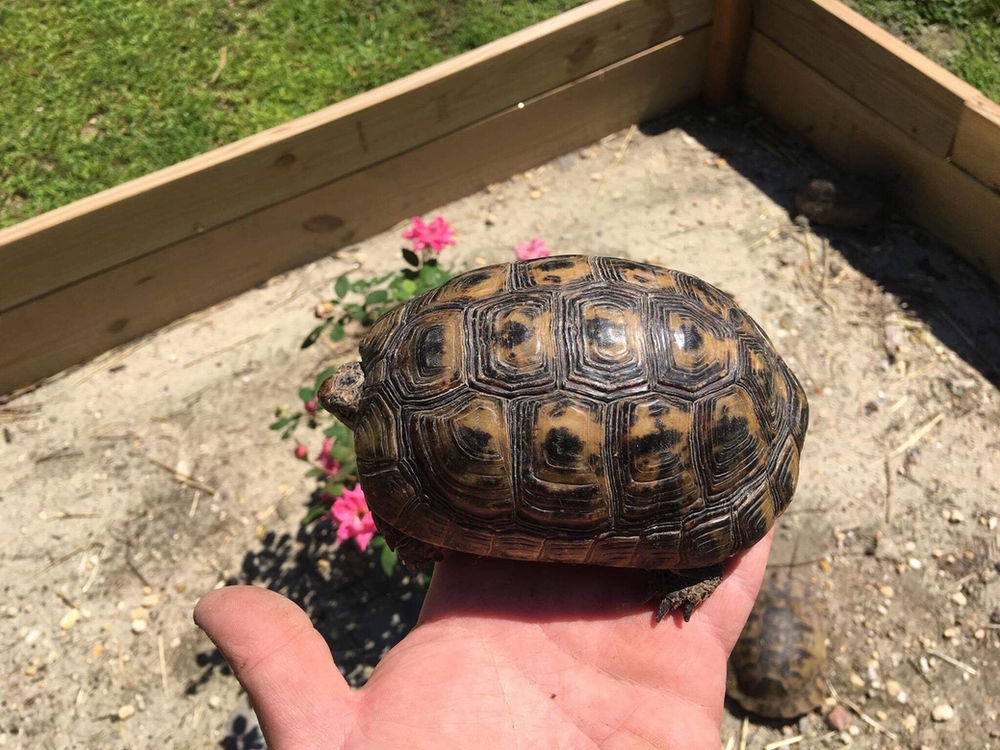 Recognizing the Greek Tortoises