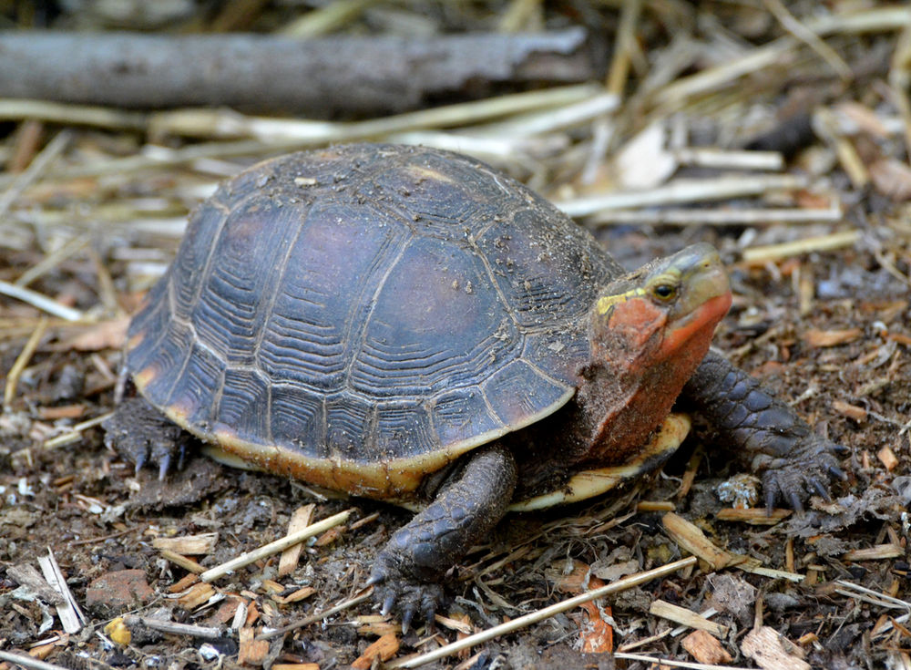 Protecting Turtles & Tortoises From Predators