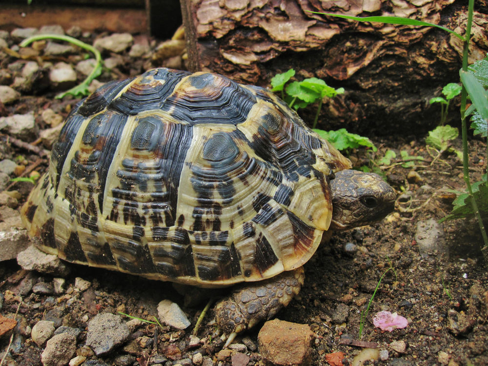 Recognizing the Greek Tortoises