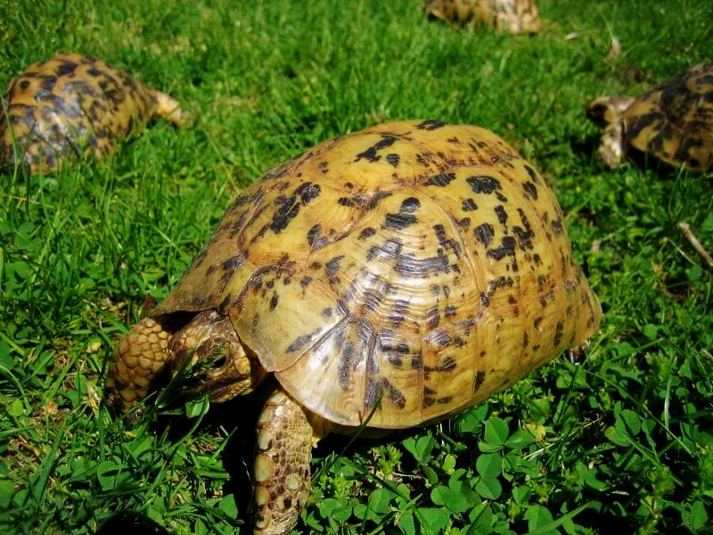 Recognizing the Greek Tortoises