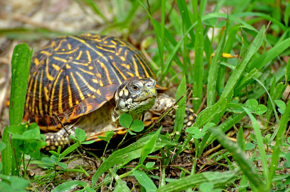 Mother Turtle Appreciation