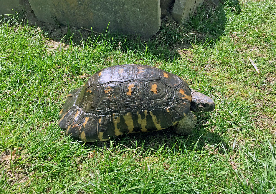 Marginated Tortoises | hermannihavenhome