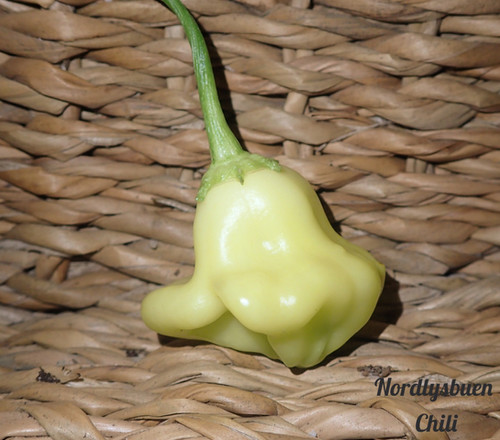 Aji Cream Fantasy | Minside