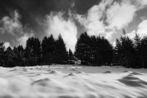 BOSQUE ESTELAR | Sofia Holmberg