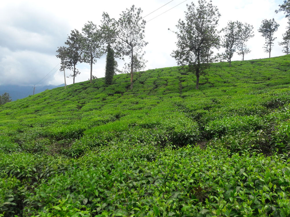 Wayanad-The tale of Western Ghats!