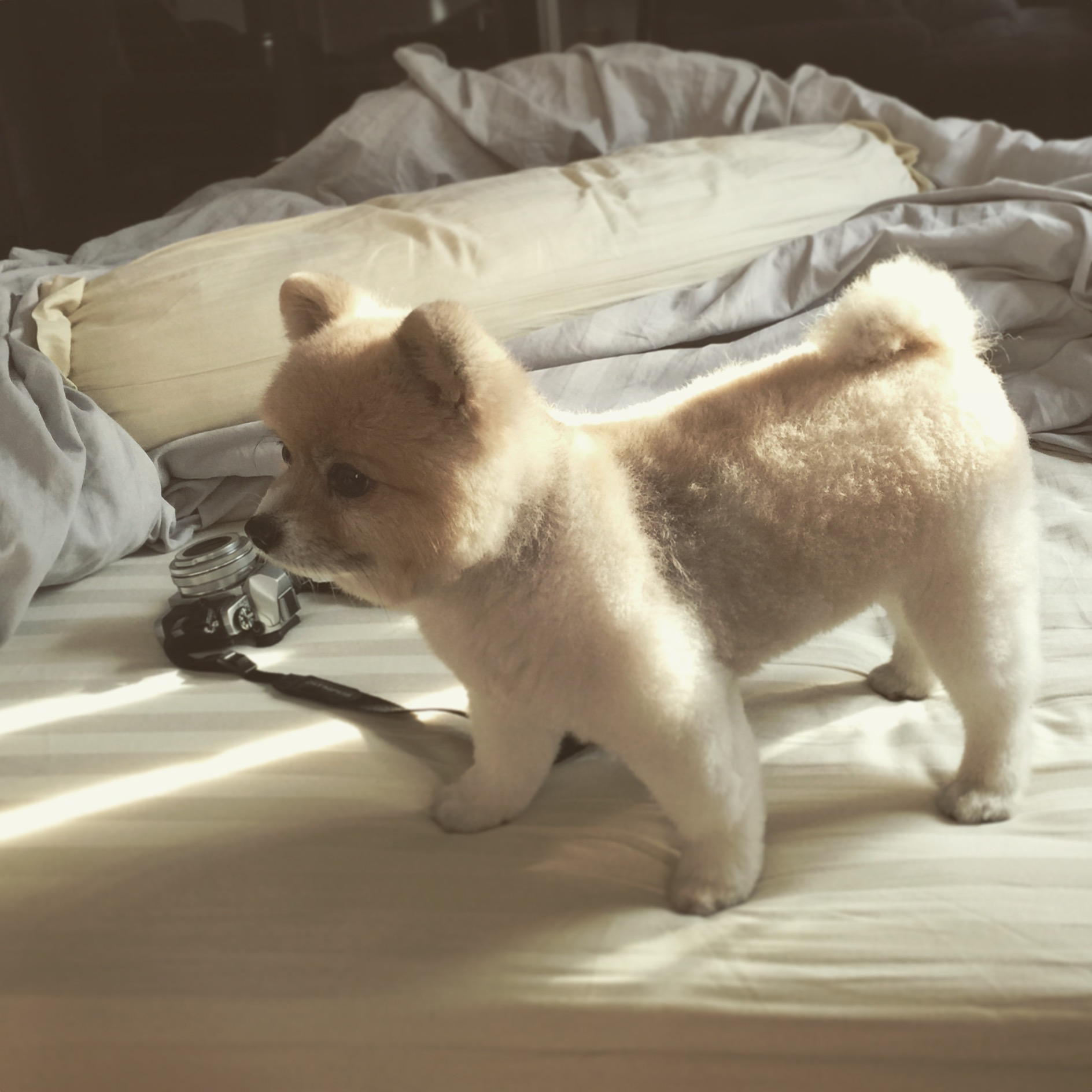 BONE AND RAW | THAILAND | Raw Diet for dogs & cats (BARF.)