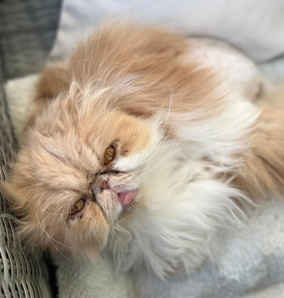 Meet the Mafia | The Ginger cat house rescue