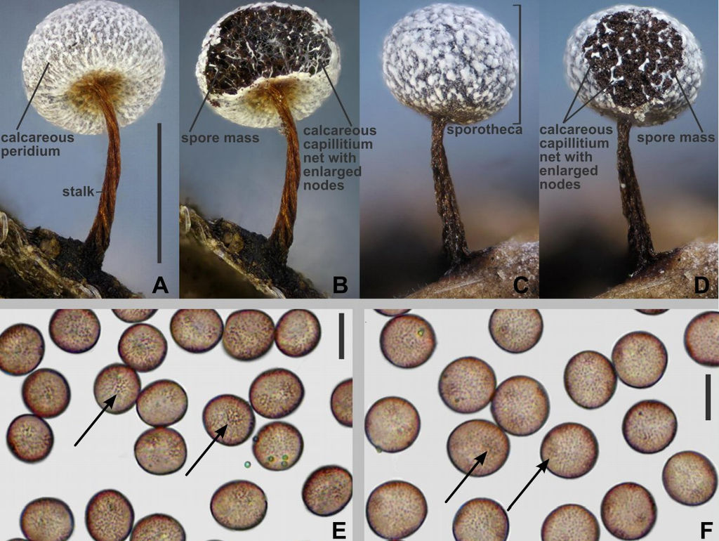 International Society for Evolutionary Protistology
