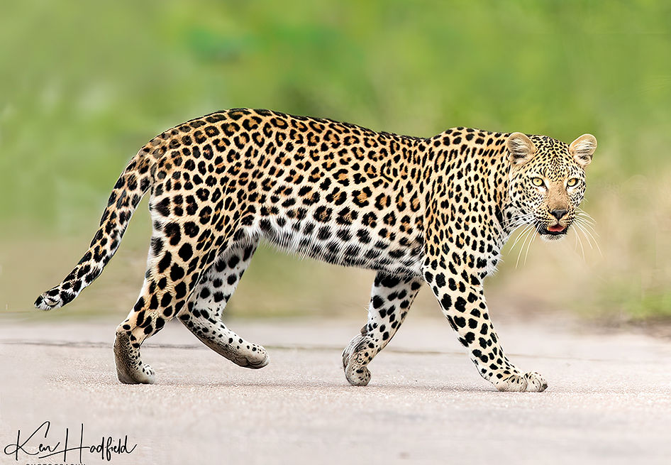 Photographer | Ken Hadfield Photography | England