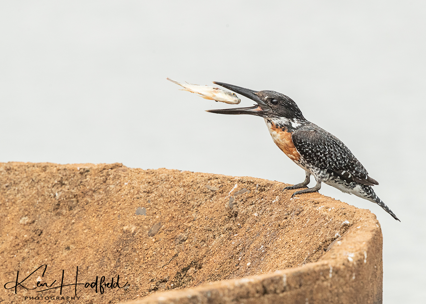 Home | Ken Hadfield ARPS