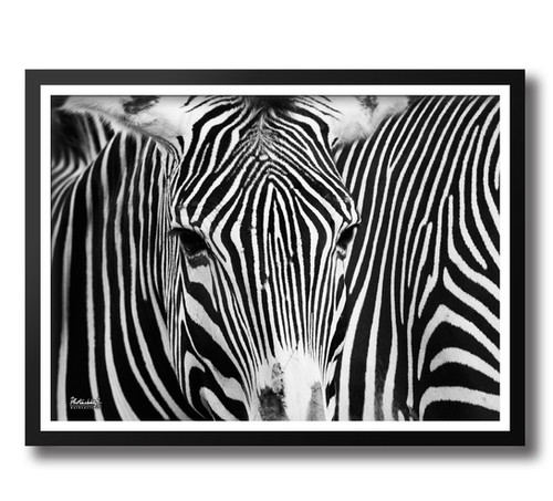 Zebra Stripes Eyes Camouflage Two Zebras Black and White Wildlife ...