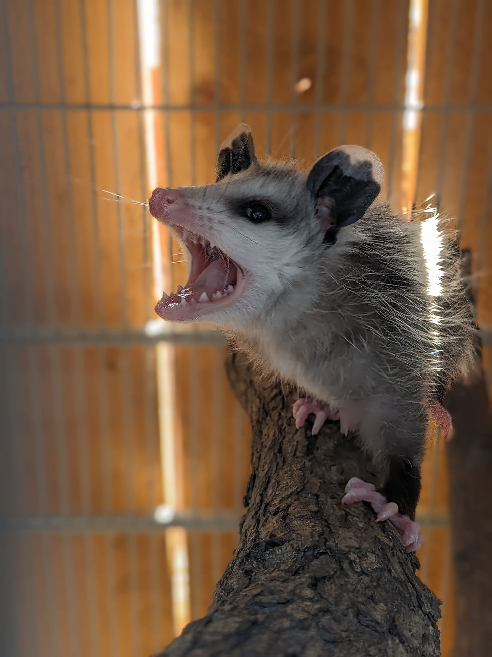 Help, I Found A Possum!