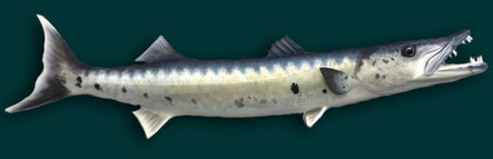 HOME | Fish Replicas