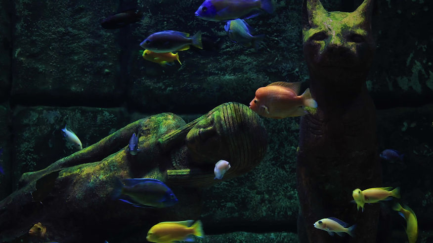 HOME | Fish Replicas