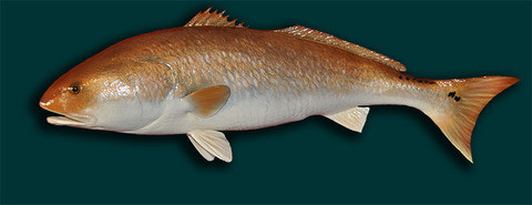 HOME | Fish Replicas