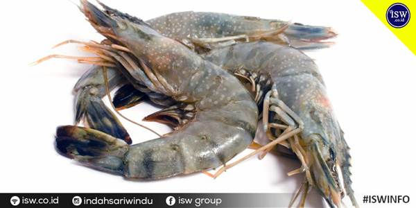 5 Penyakit Udang yang Paling Merepotkan