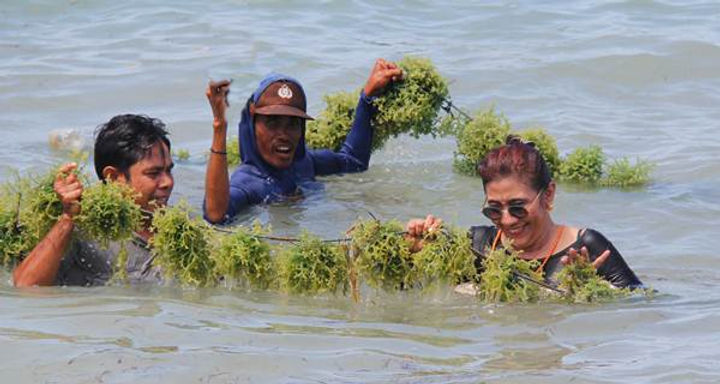 3 Metode Budidaya Rumput Laut