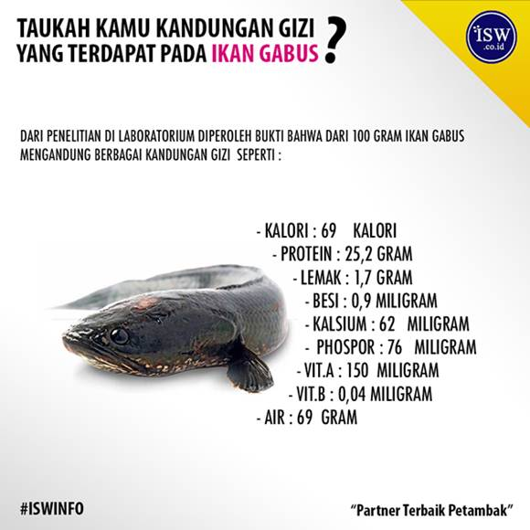 Gizi & Manfaat Ikan Gabus buat Kesehatan