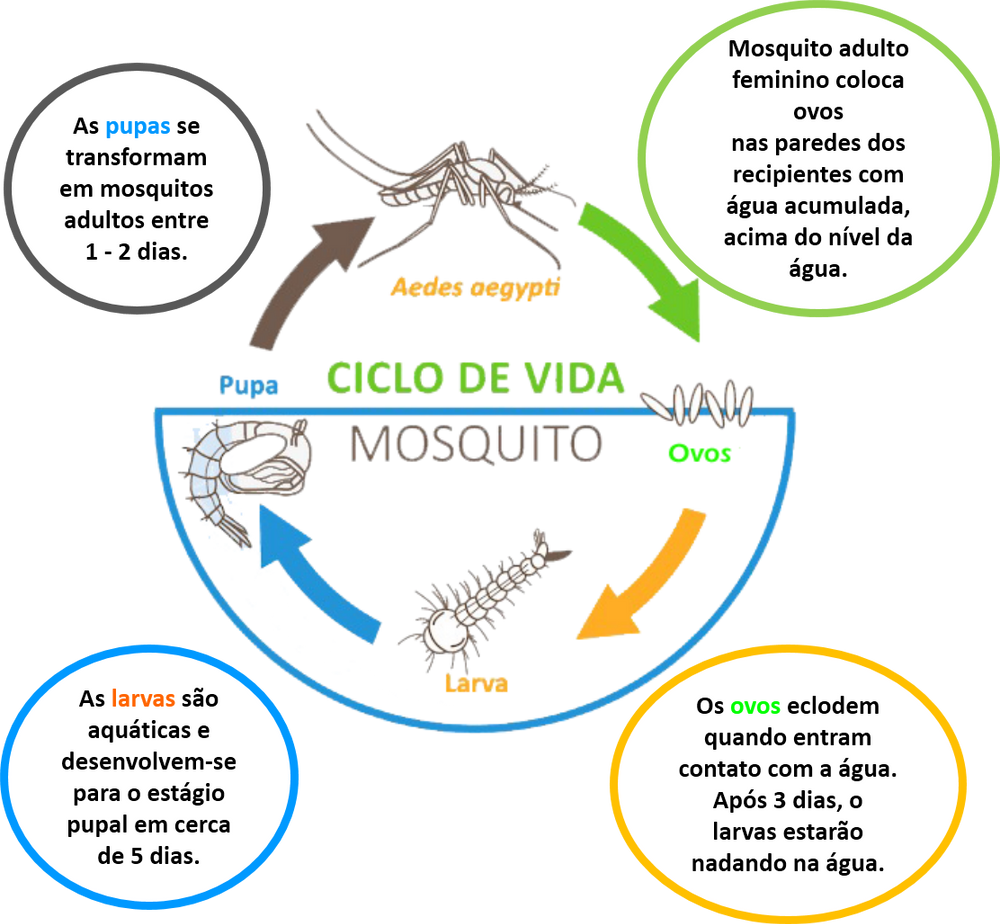 Ciclo de vida do Aedes aegypti