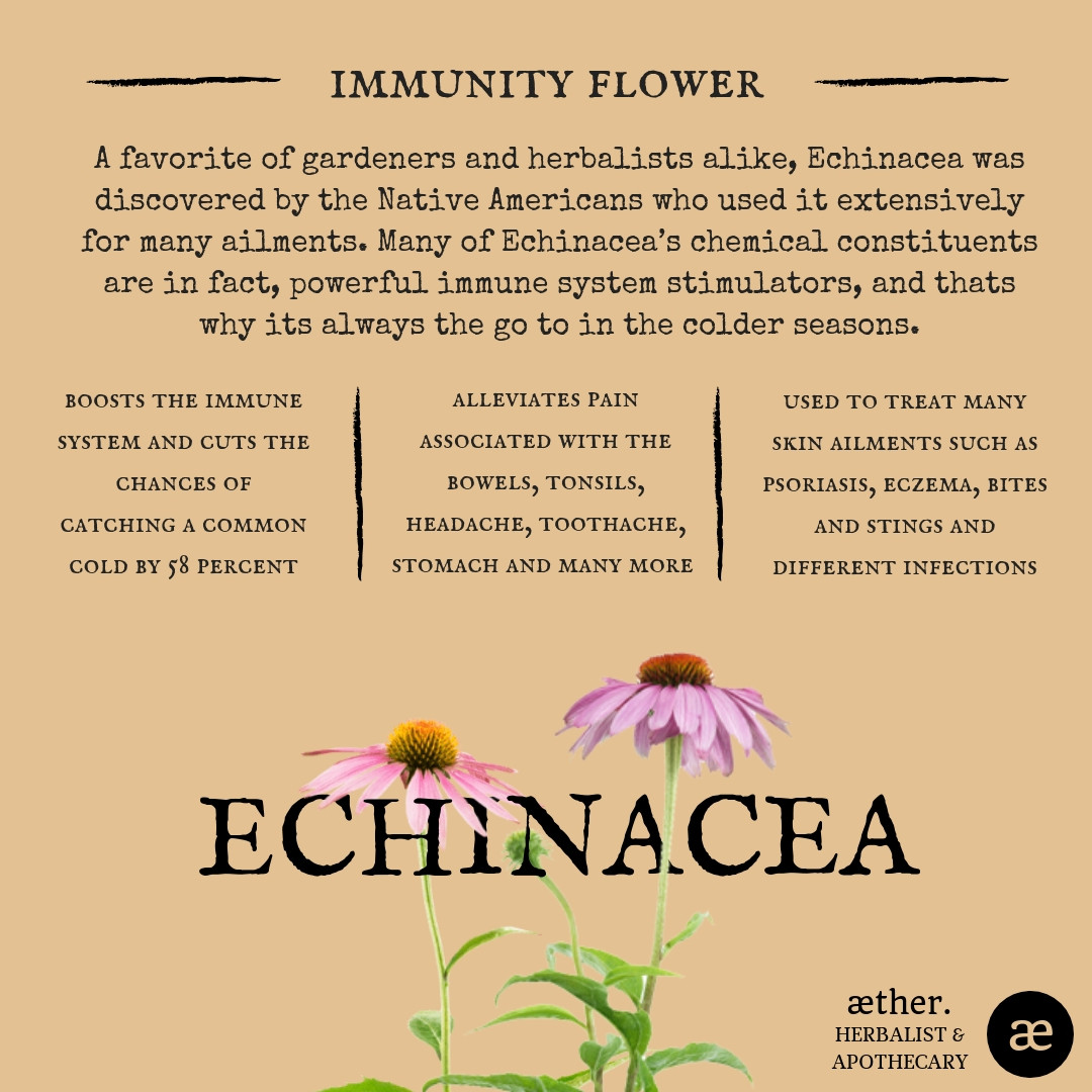 Echinacea Benefits