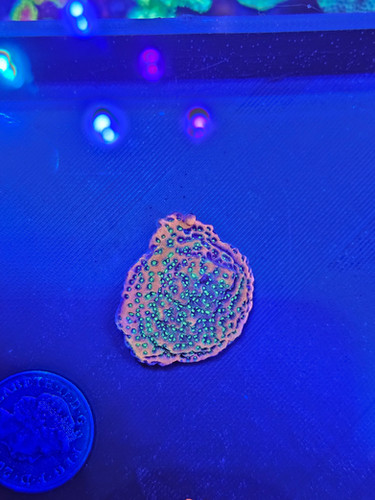 Tropic Thunder Montipora coral | Randalls Reef MarineSPS 20