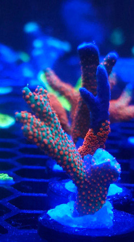 Forest fire digi coral | Randalls Reef MarineSPS 20