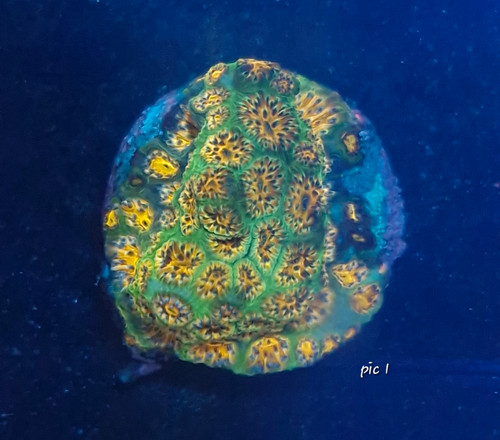 Ultra john deere Leptastria coral | Randalls Reef MarineLPS 30