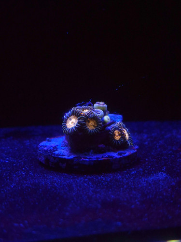 Laser lemon Zoa WYSIWYG | Randalls Reef MarineZoa 15