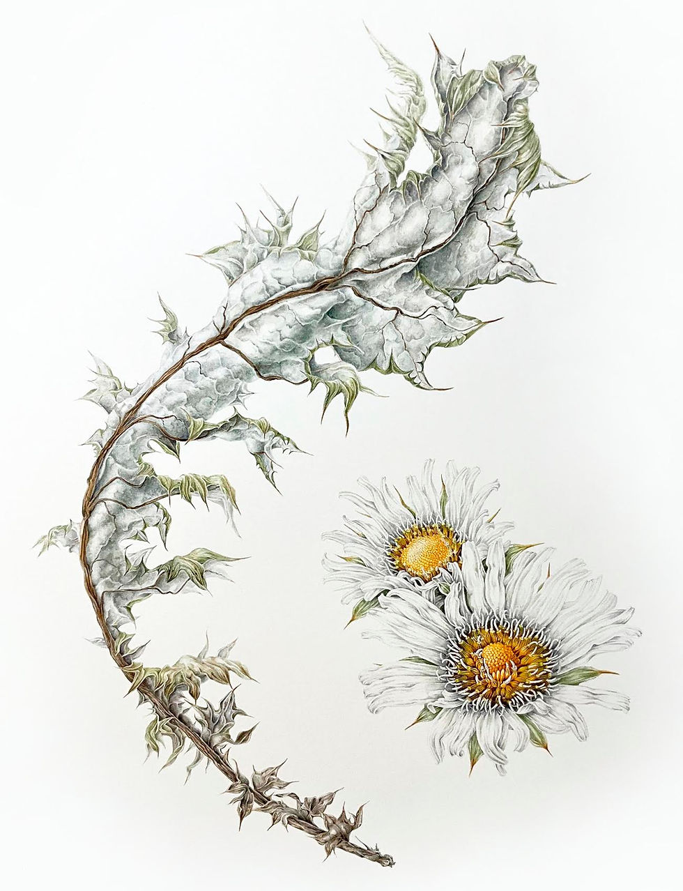 Contemporary Art | Botanical Annie