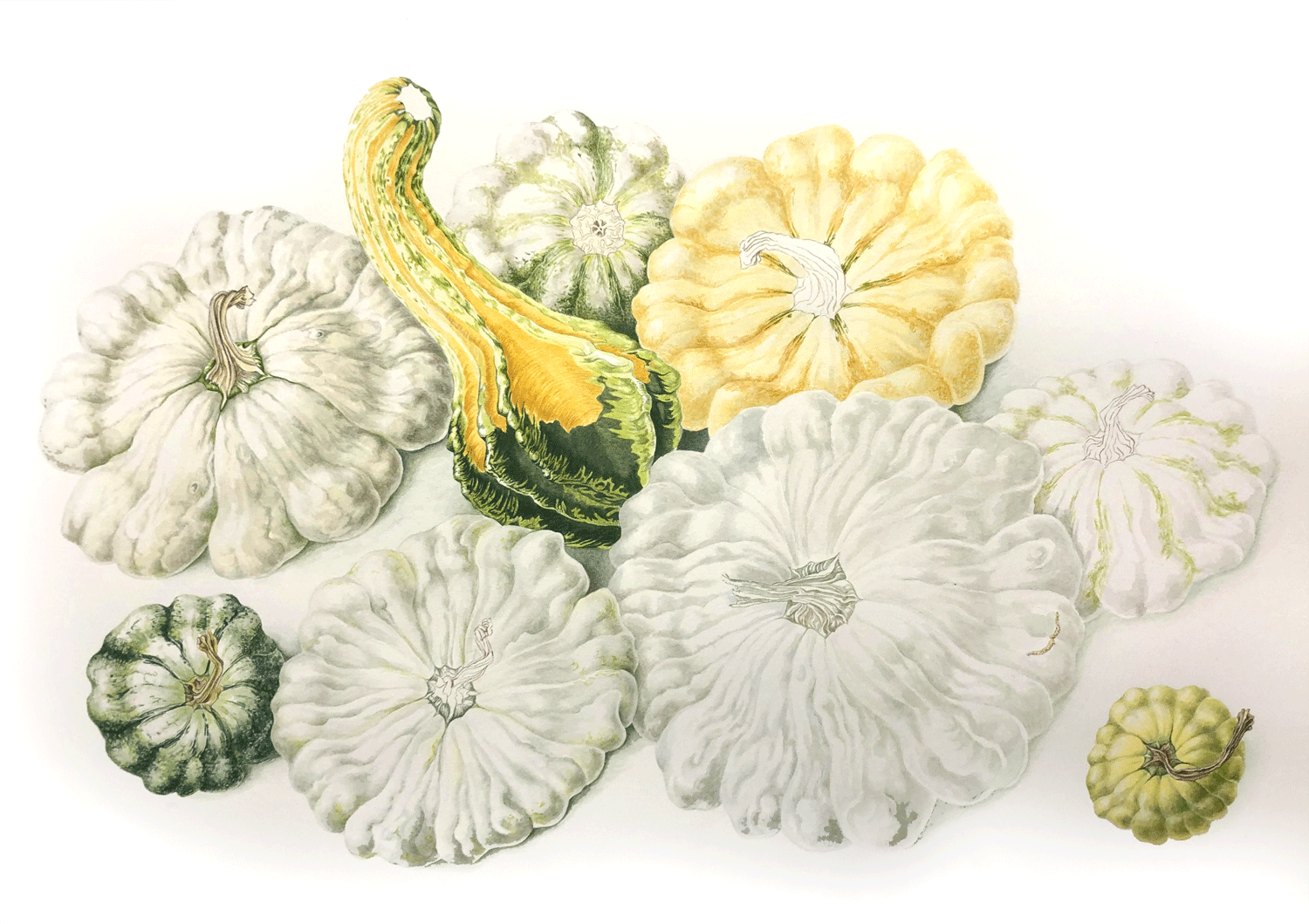 vegetables | Botanical Annie