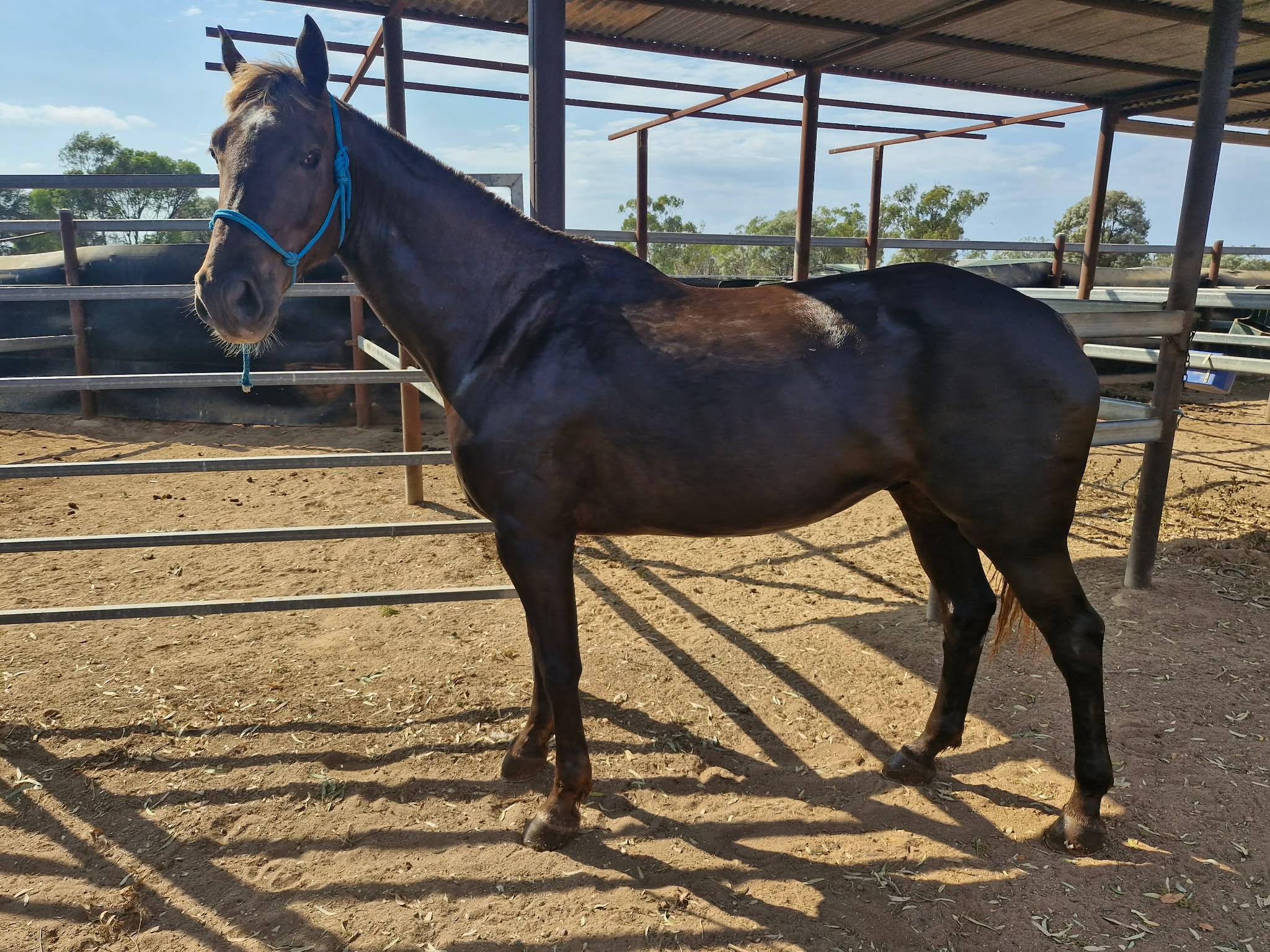 Wannalook Sweet As Bro 7 years old registered ASH gelding, B | | Cow ...
