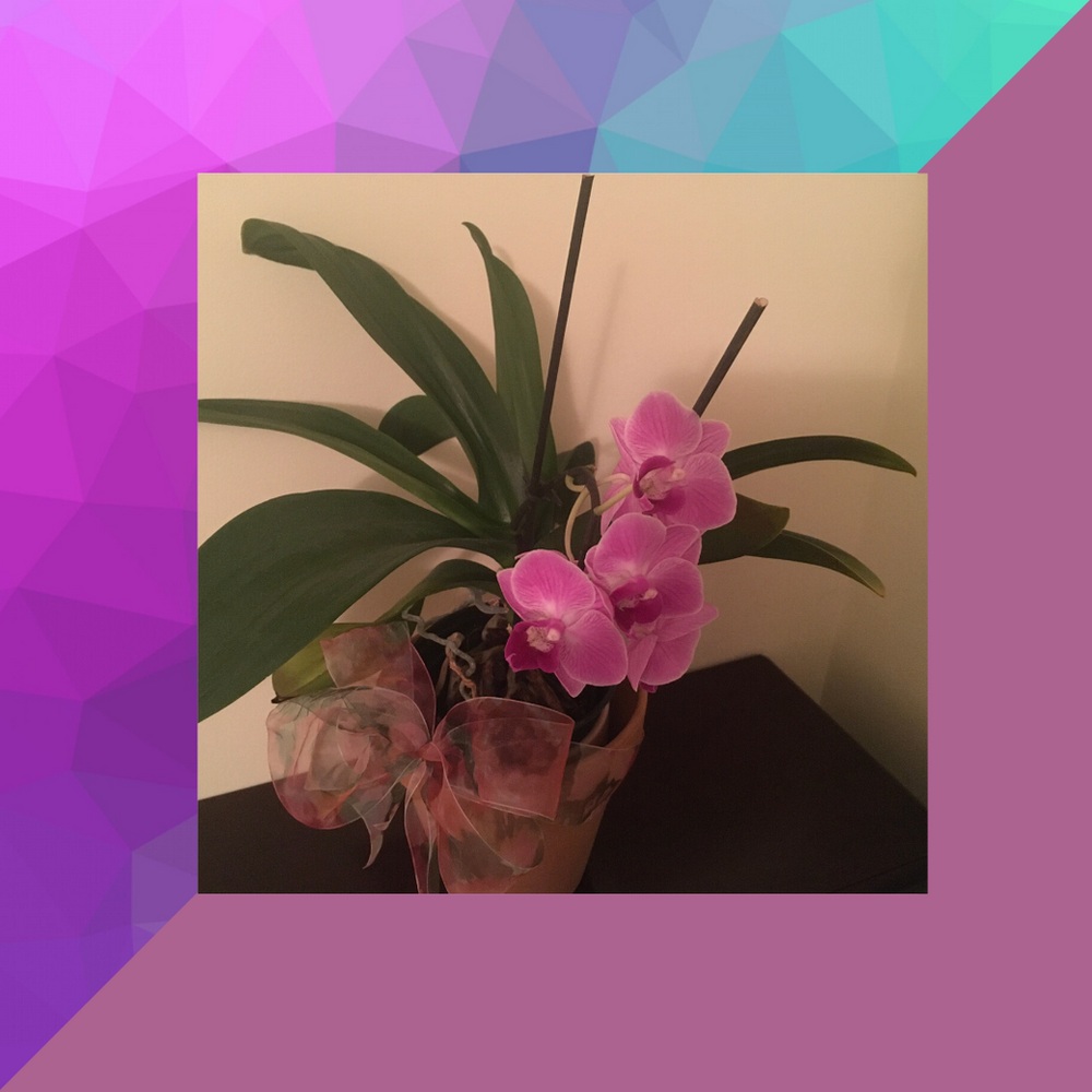 Lessons from an Orchid